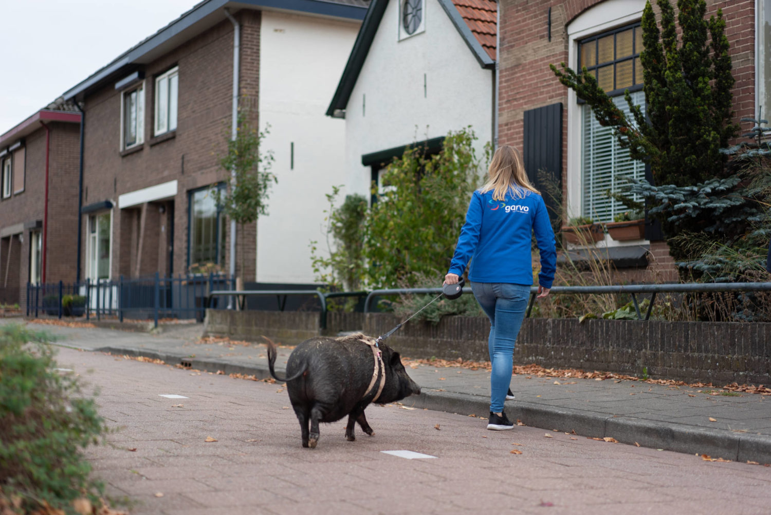 Gezonde varkens zijn vrolijk, zitten lekker in hun vel en zijn niet te dik