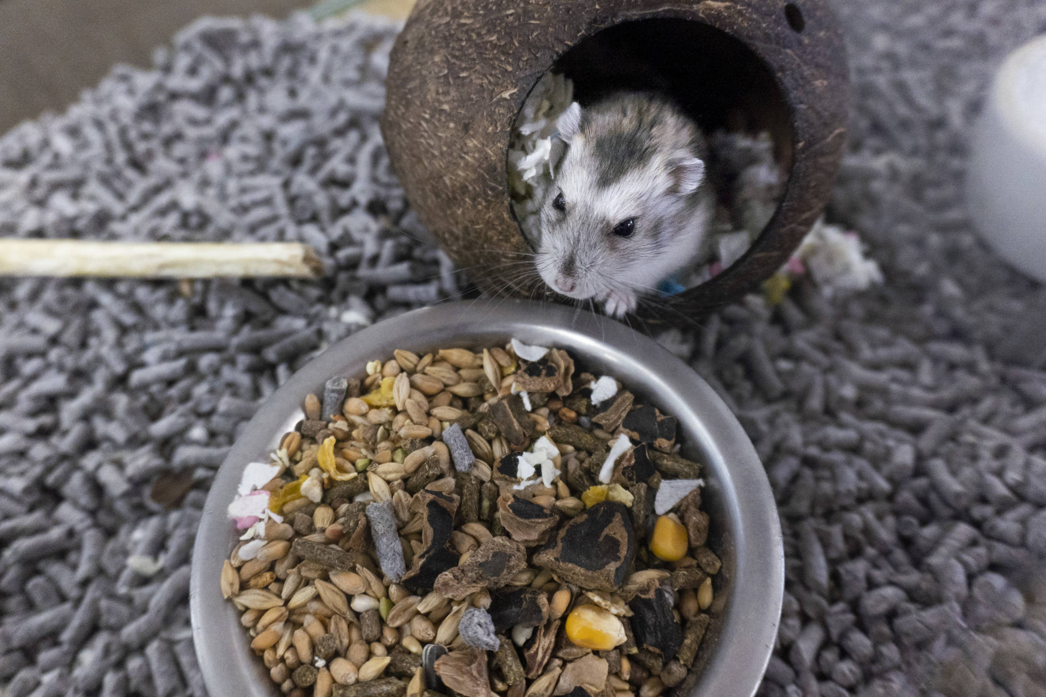 VOER HAMSTERS | Voer voor hamsters en voerverrijking
