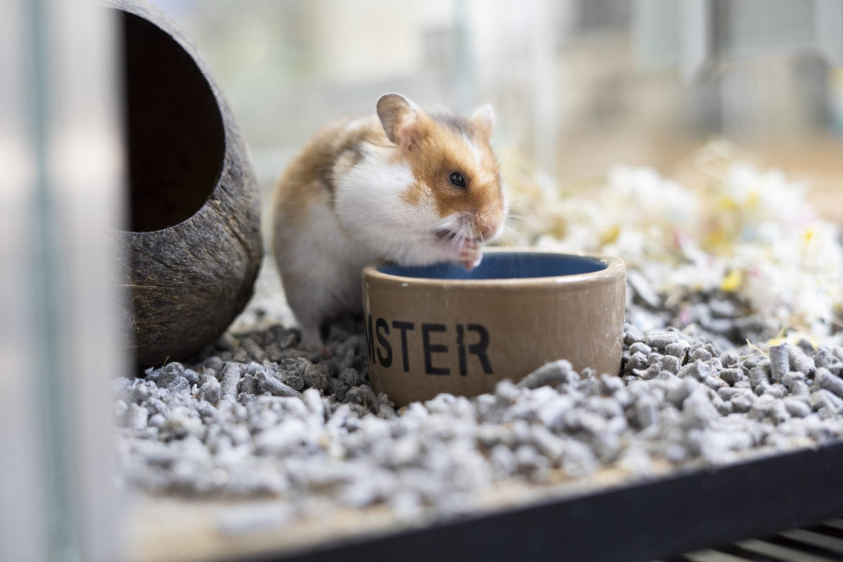 HUISVESTING HAMSTERS | 8 tips voor het ideale hamsterhok