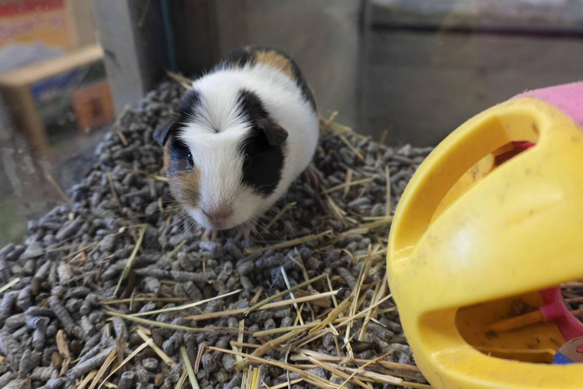 HUISVESTING CAVIA'S | Het perfecte verblijf voor je cavia maak je zo!