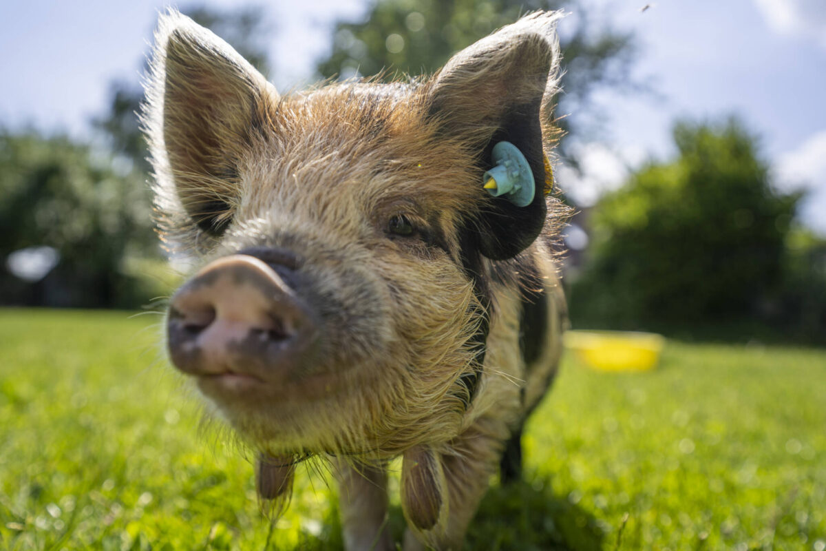 VERZORING VARKENS | Zo voldoe je aan de basisbehoeften van een varken ...