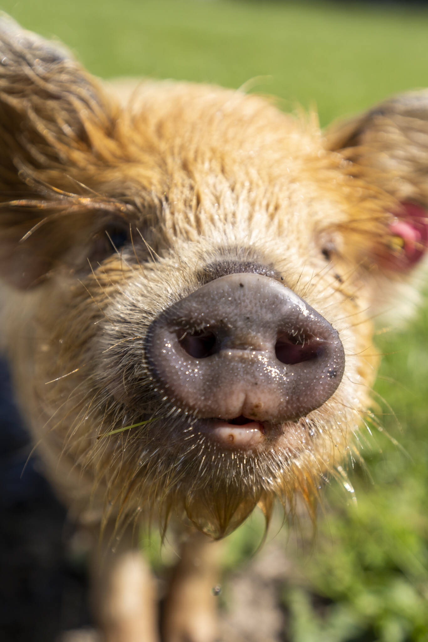 VERZORING VARKENS | Zo voldoe je aan de basisbehoeften van een varken ...