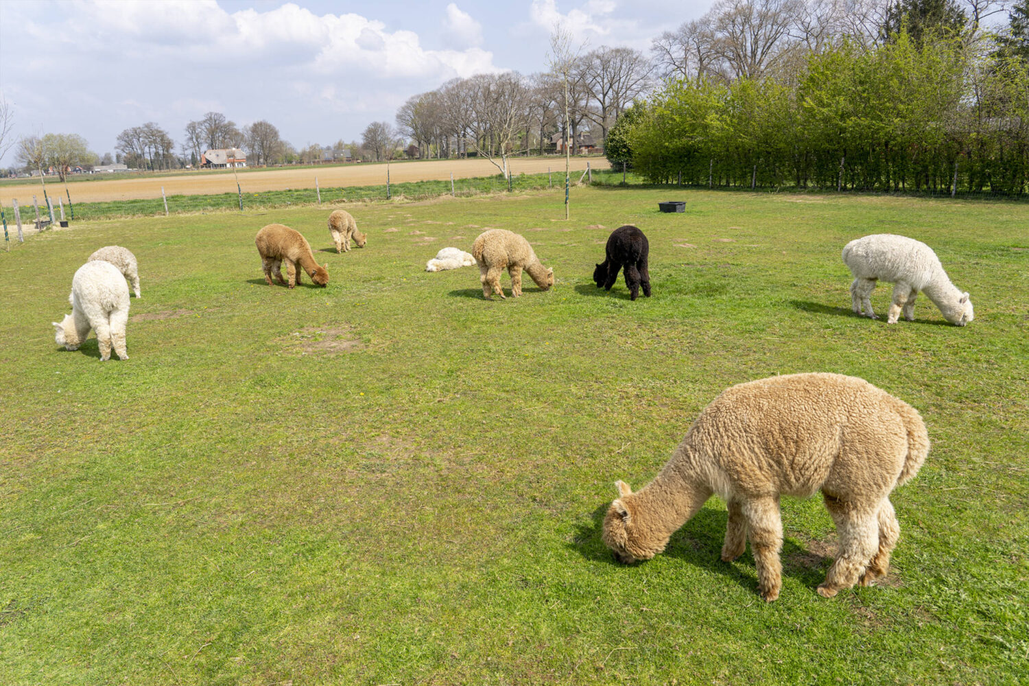 VOEDING ALPACA'S | Welke voeding heeft een alpaca nodig?